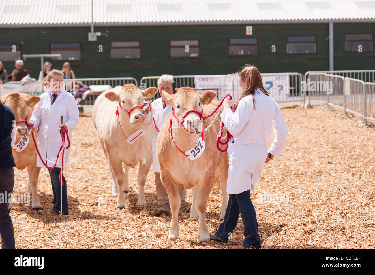 Rear views of adult cows hi-res stock photography and images - Alamy