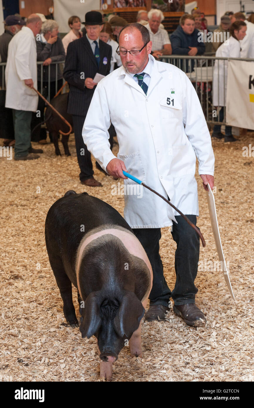 Pig breeder hi-res stock photography and images - Alamy