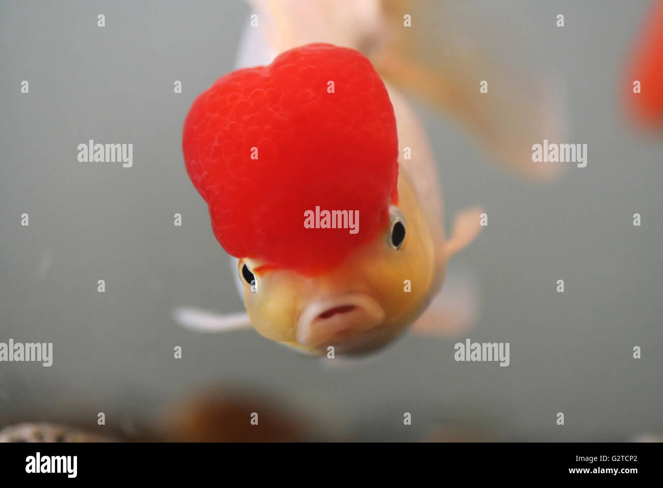 Red cap goldfish, close up Stock Photo - Alamy