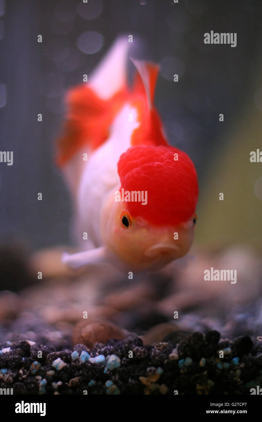 Oranda goldfish hi-res stock photography and images - Alamy