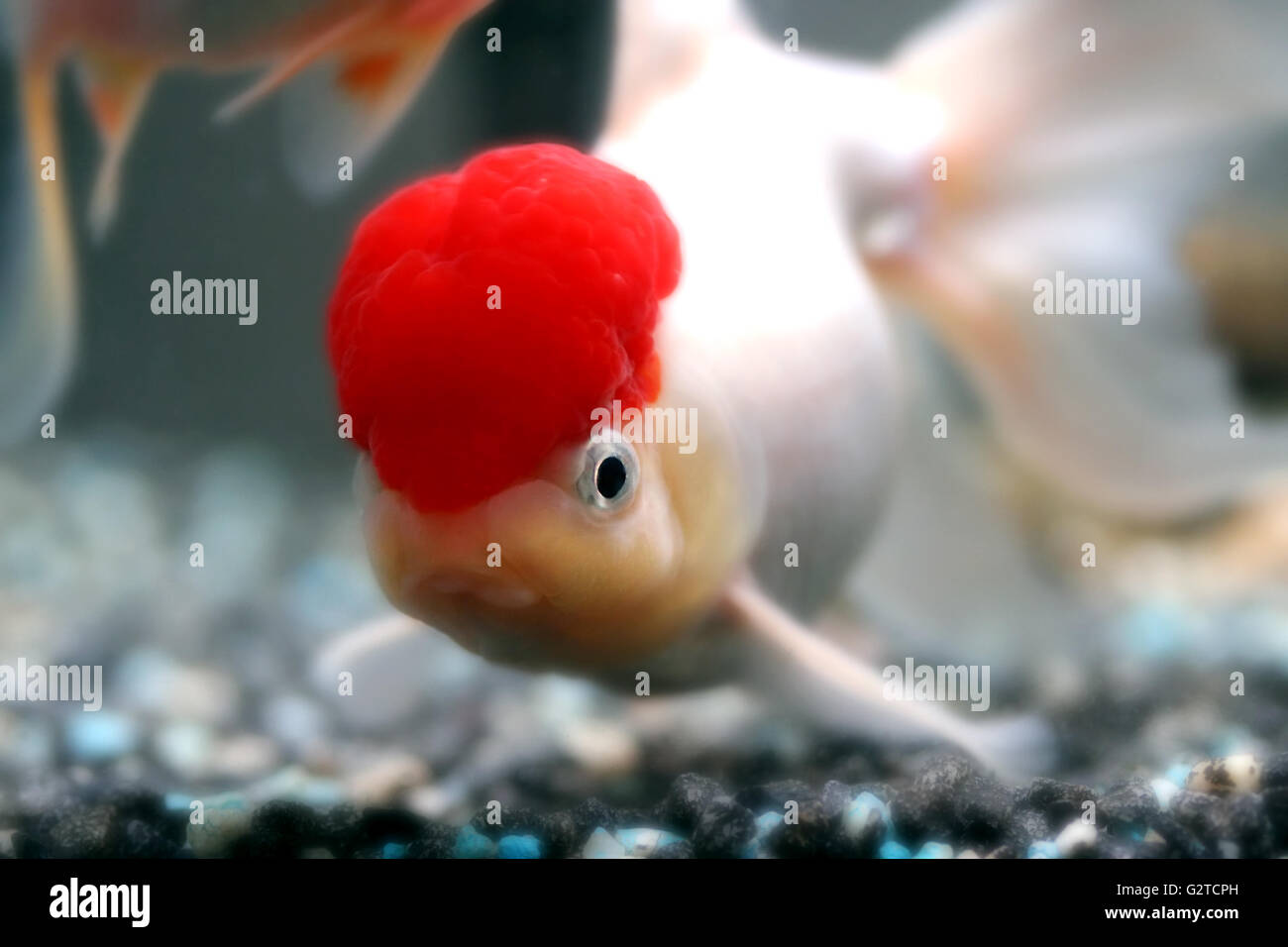 Red cap oranda goldfish, close-up Stock Photo - Alamy