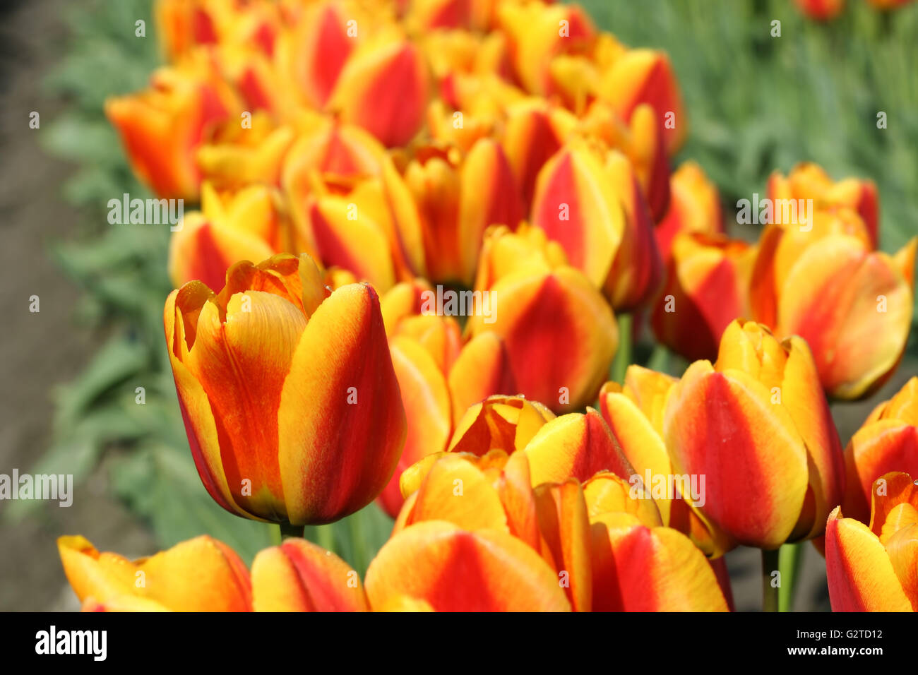 Orange tulip field Stock Photo - Alamy