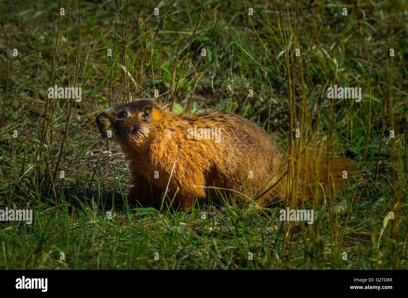 Wild Marmot close-up profile Stock Photo - Alamy