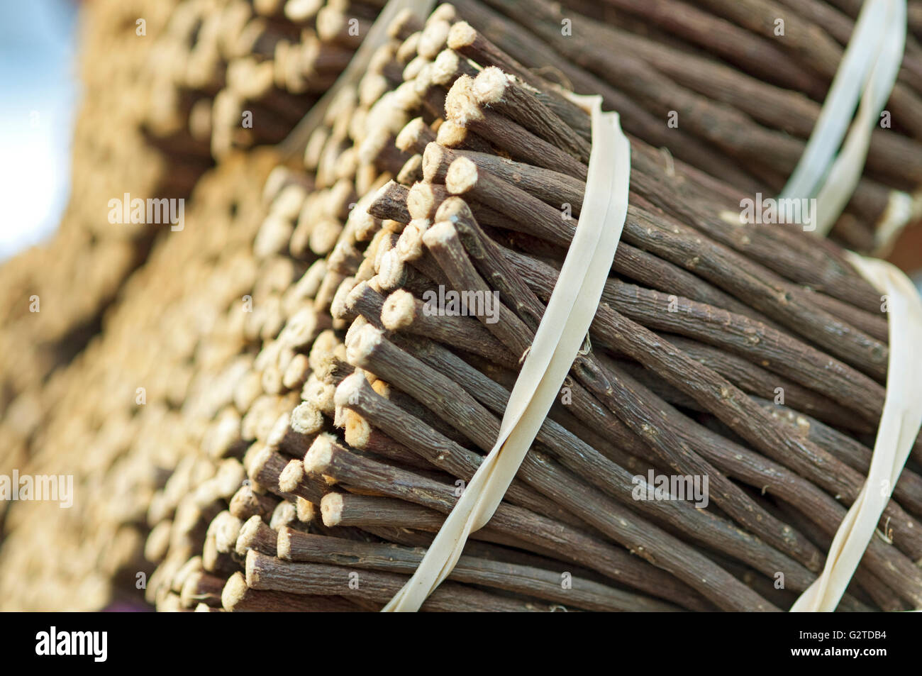 Abundance of roots hi-res stock photography and images - Alamy