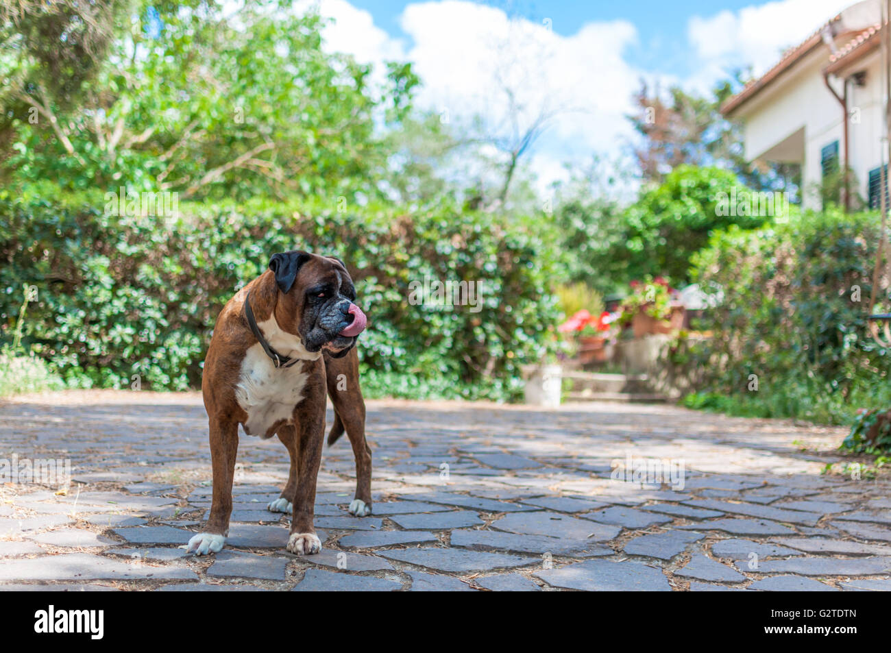 German boxer dog in a garden in a sunny day Stock Photo - Alamy
