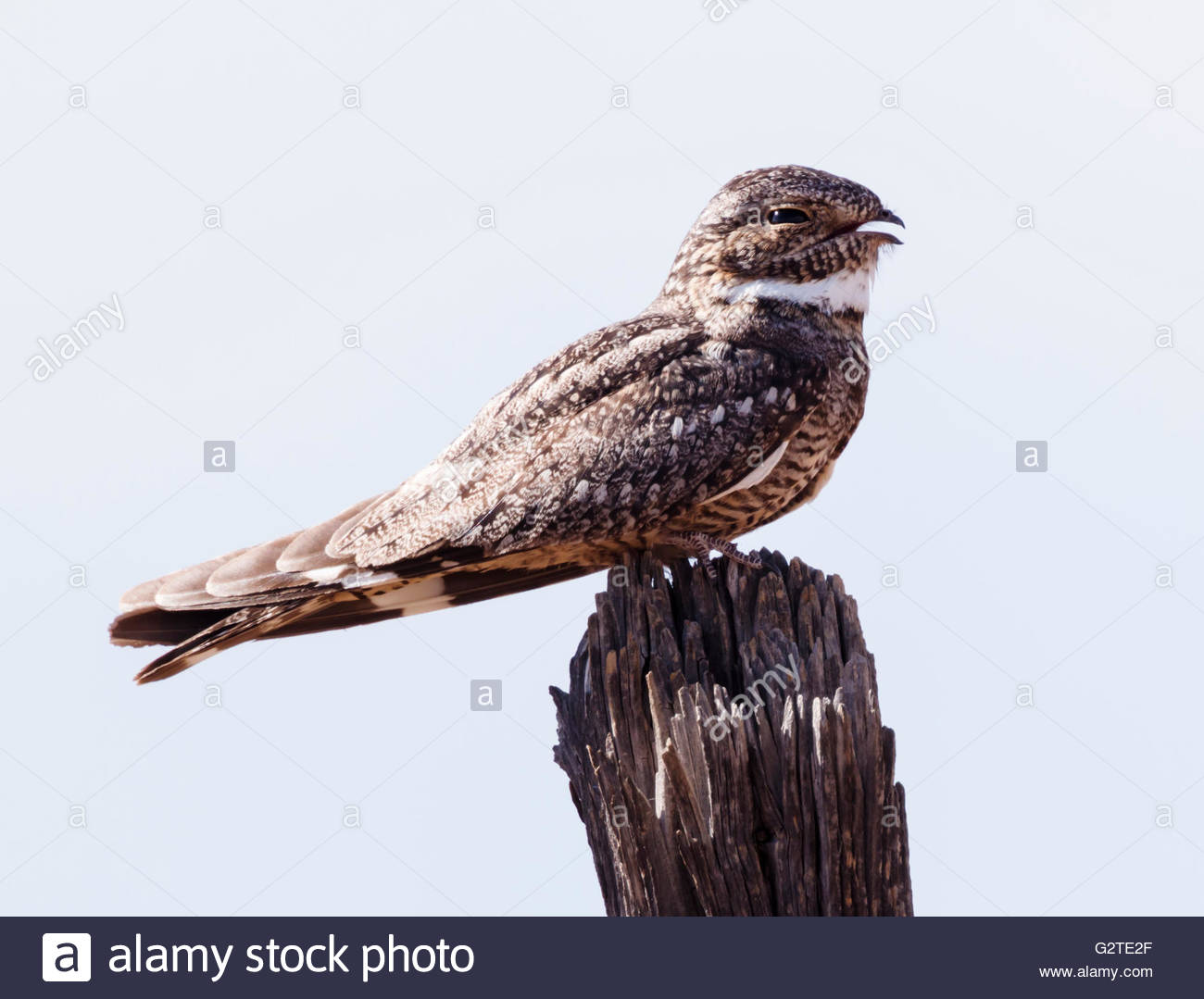 Nighthawks High Resolution Stock Photography and Images - Alamy