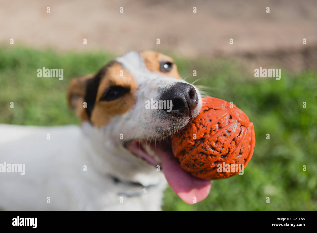 dog with ball in mouth Stock Photo - Alamy