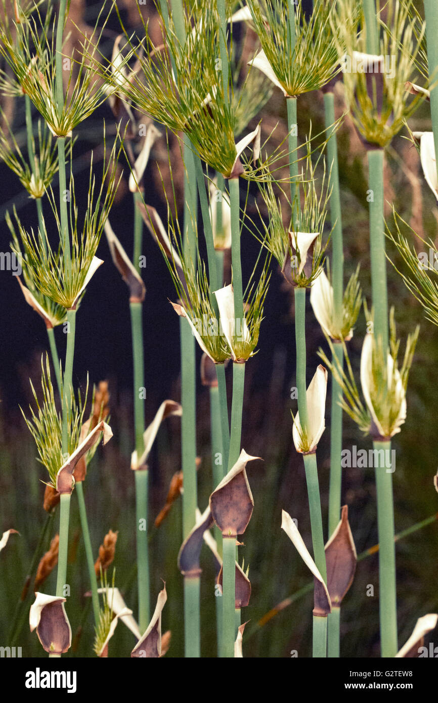 Stick Flowers at RHS Chelsea Flower Show 2016 Stock Photo - Alamy