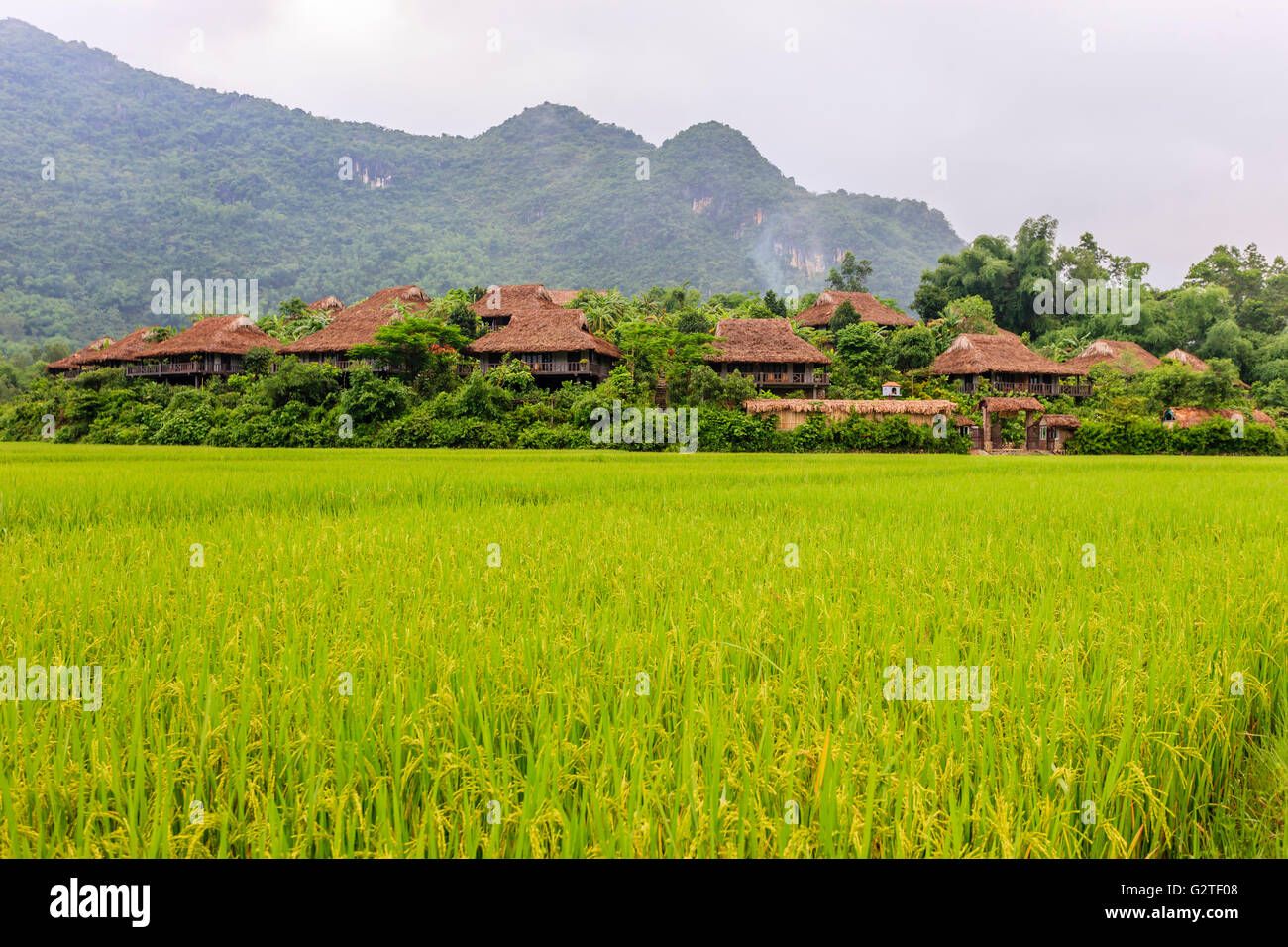 Rice fields at Vietnam Stock Photo - Alamy