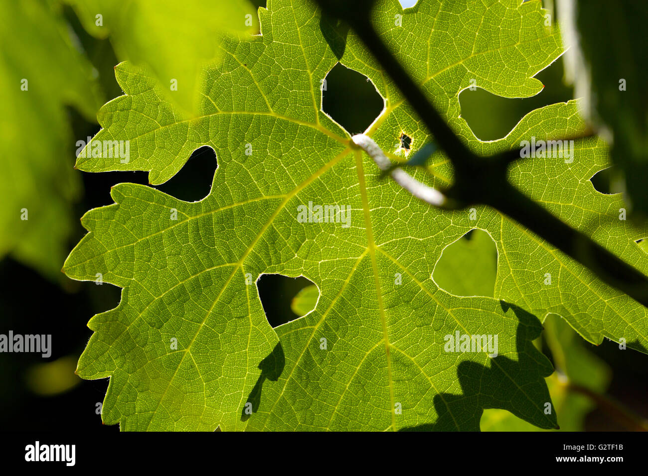 A grape leaf soaks up the sun in a vineyard in California's wine ...