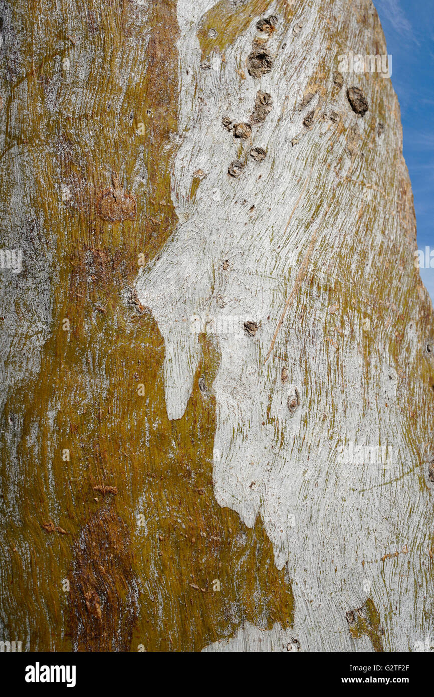 a single tree trunk with patterned bark Stock Photo - Alamy
