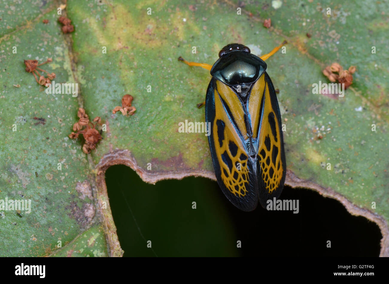 image of a beautiful color froghopper on green leaf Stock Photo - Alamy