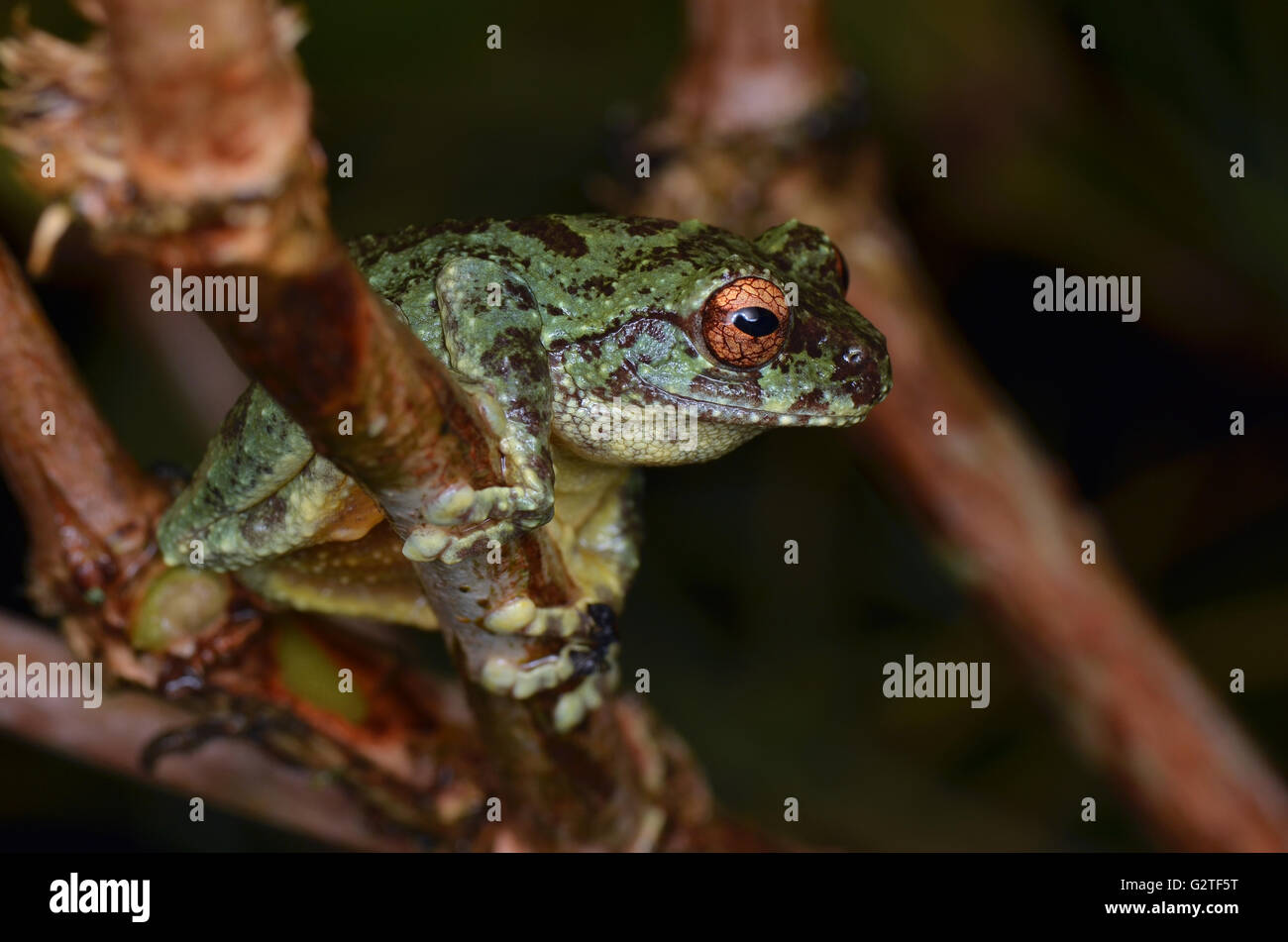 Bush frog hi-res stock photography and images - Alamy