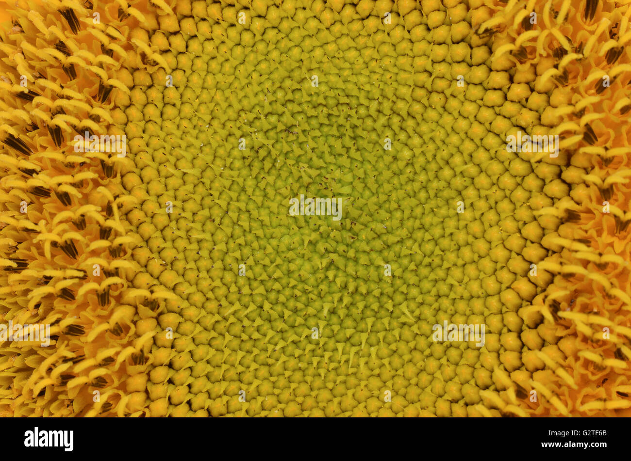 Middle of Sunflower Close-Up Stock Photo - Alamy