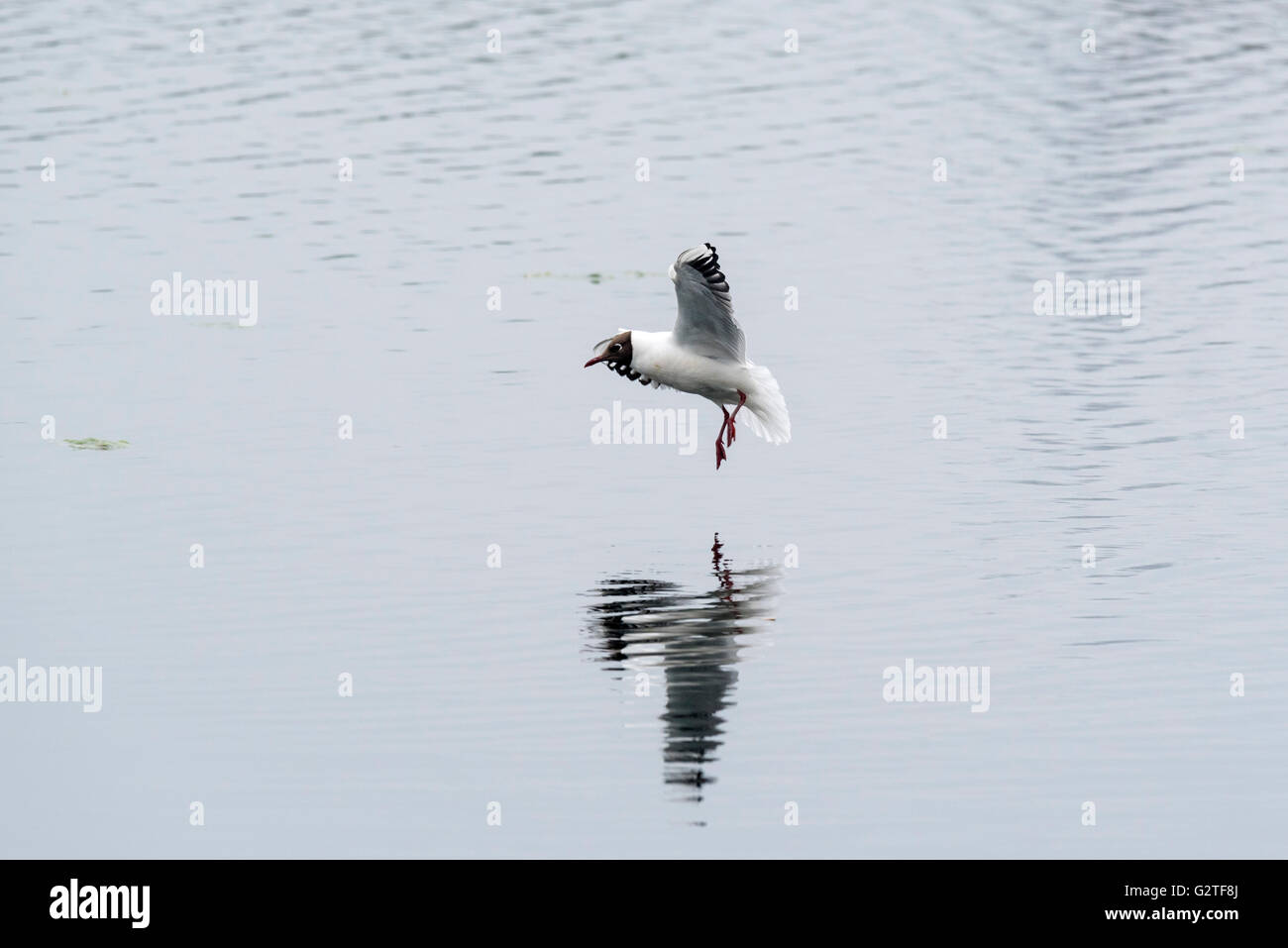 Black-Head Gull about to land on water Stock Photo - Alamy