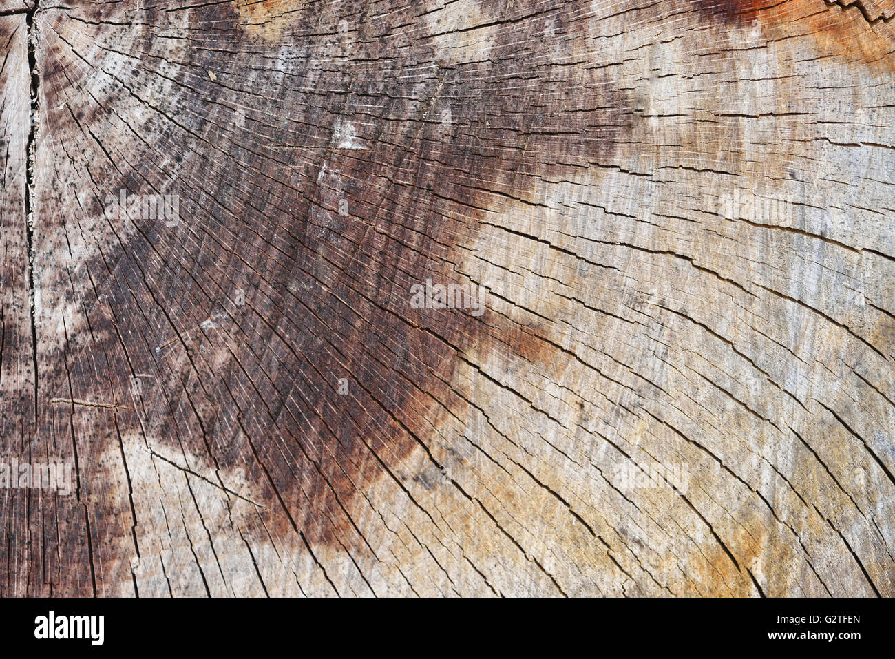 Abstract Background Texture Of Freshly Chainsaw Cut Wood Stock Photo ...