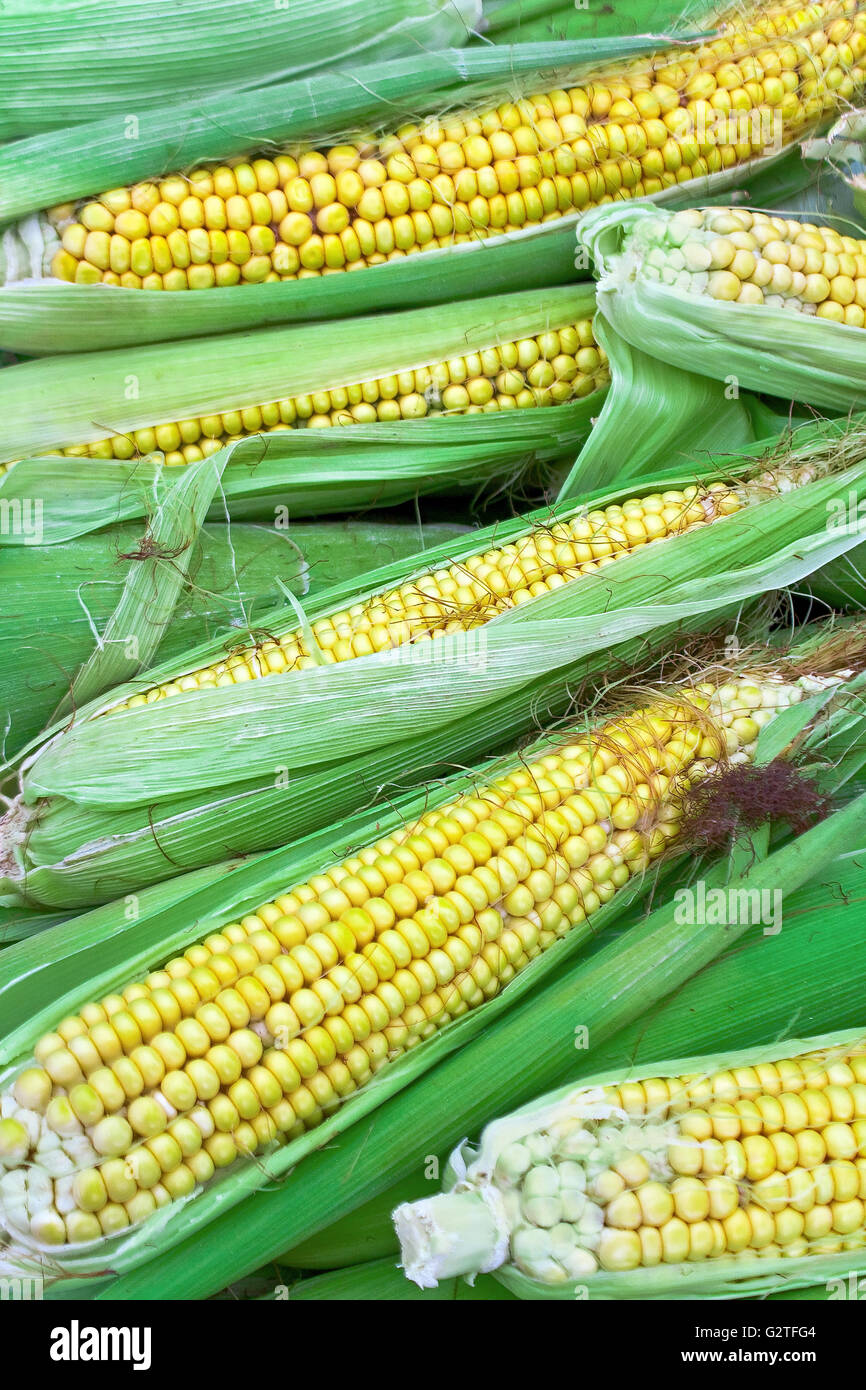 Corn as background Stock Photo - Alamy