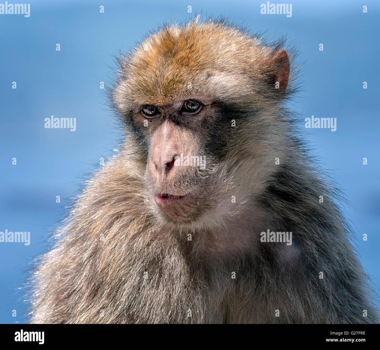 Barbary Macaque Smile