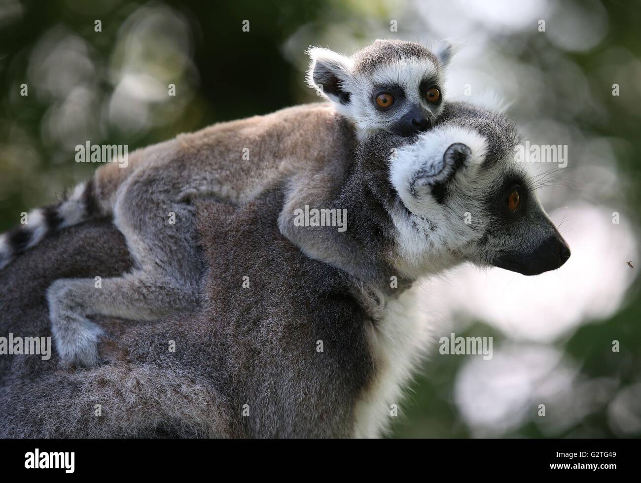 Kiki a seven week old baby ring tailed lemur with mother Beru at Blair ...