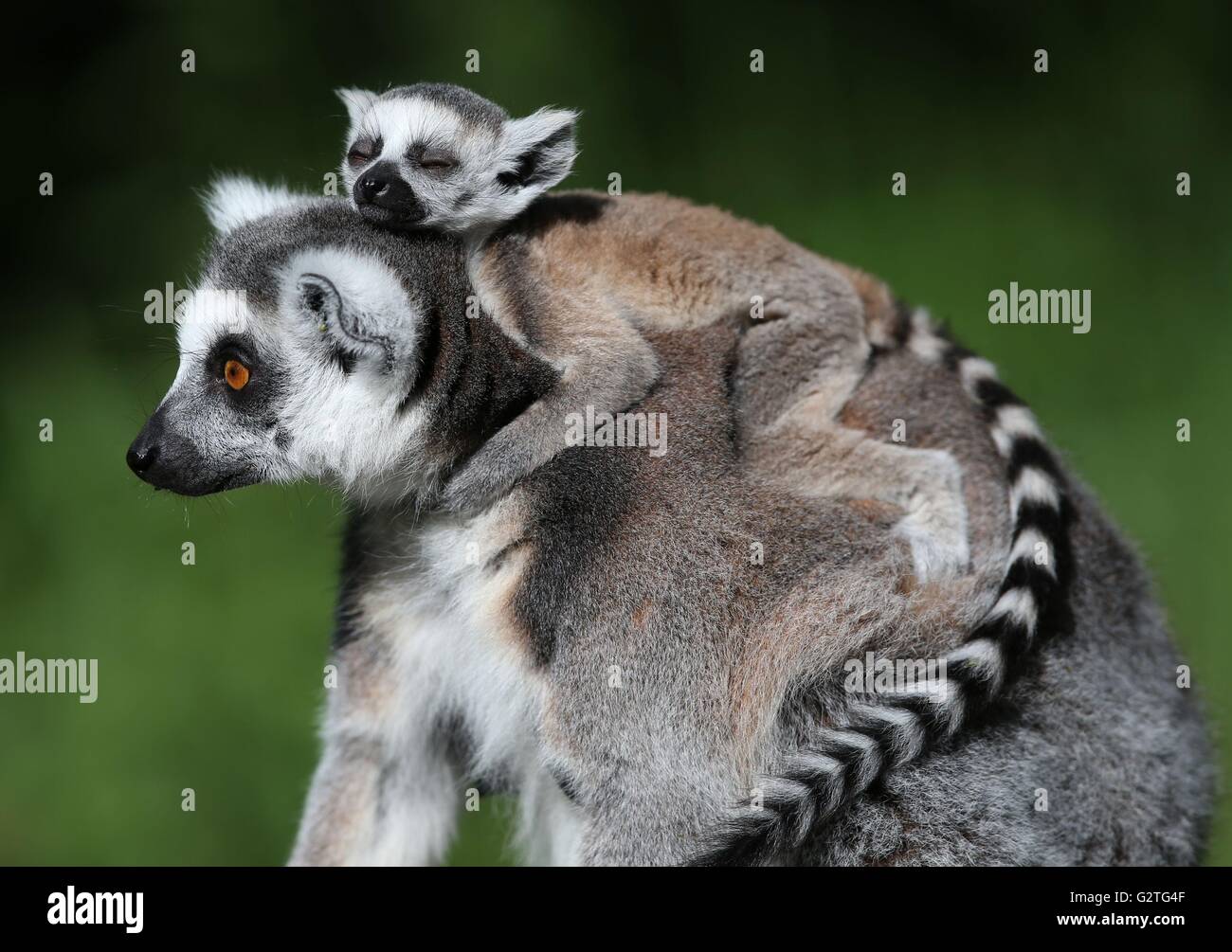 Mother blair drummond safari park hi-res stock photography and images ...