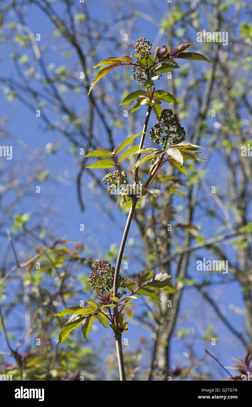 Elder tree branches Stock Photo - Alamy