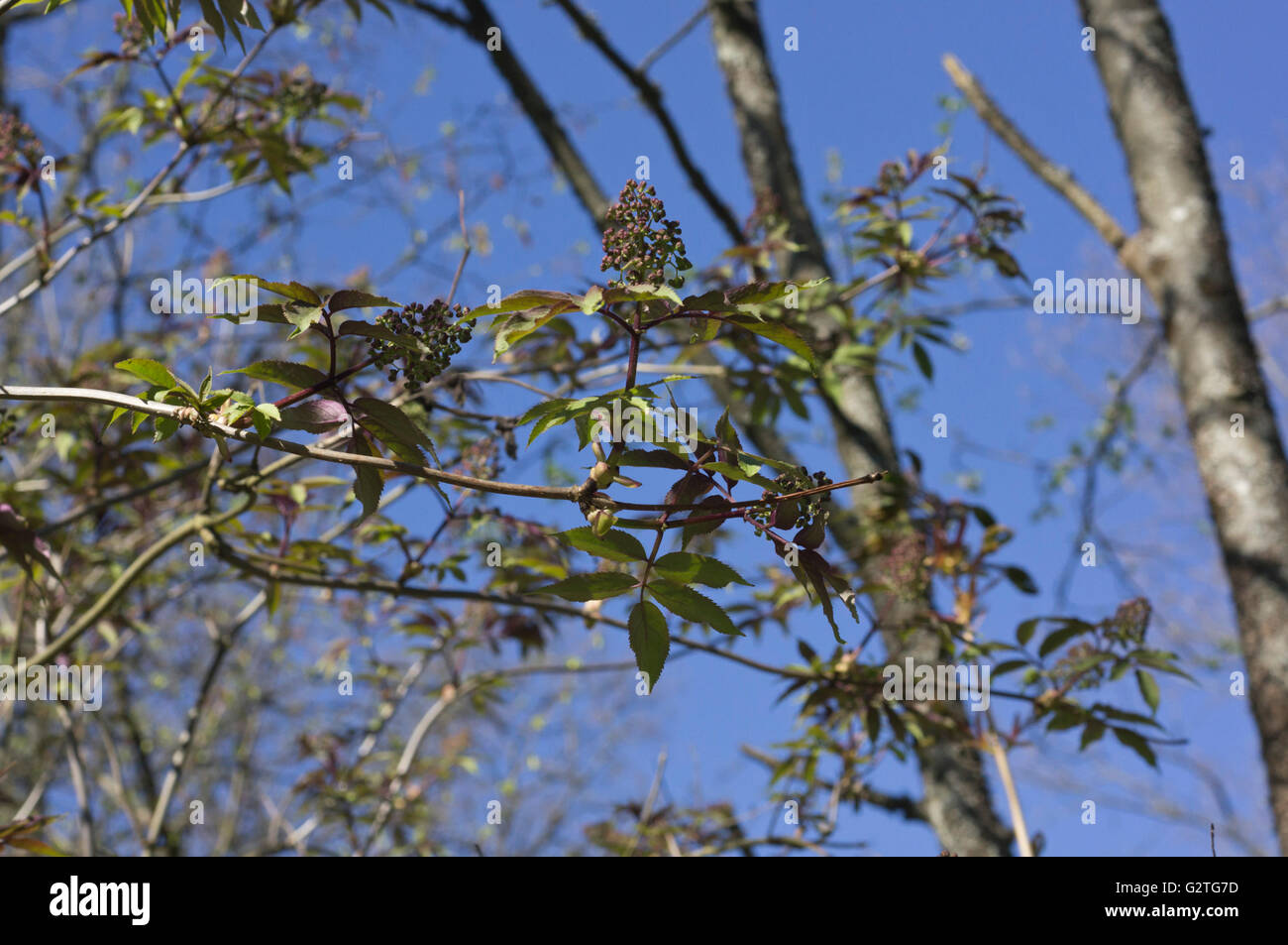 Elder tree branches Stock Photo - Alamy