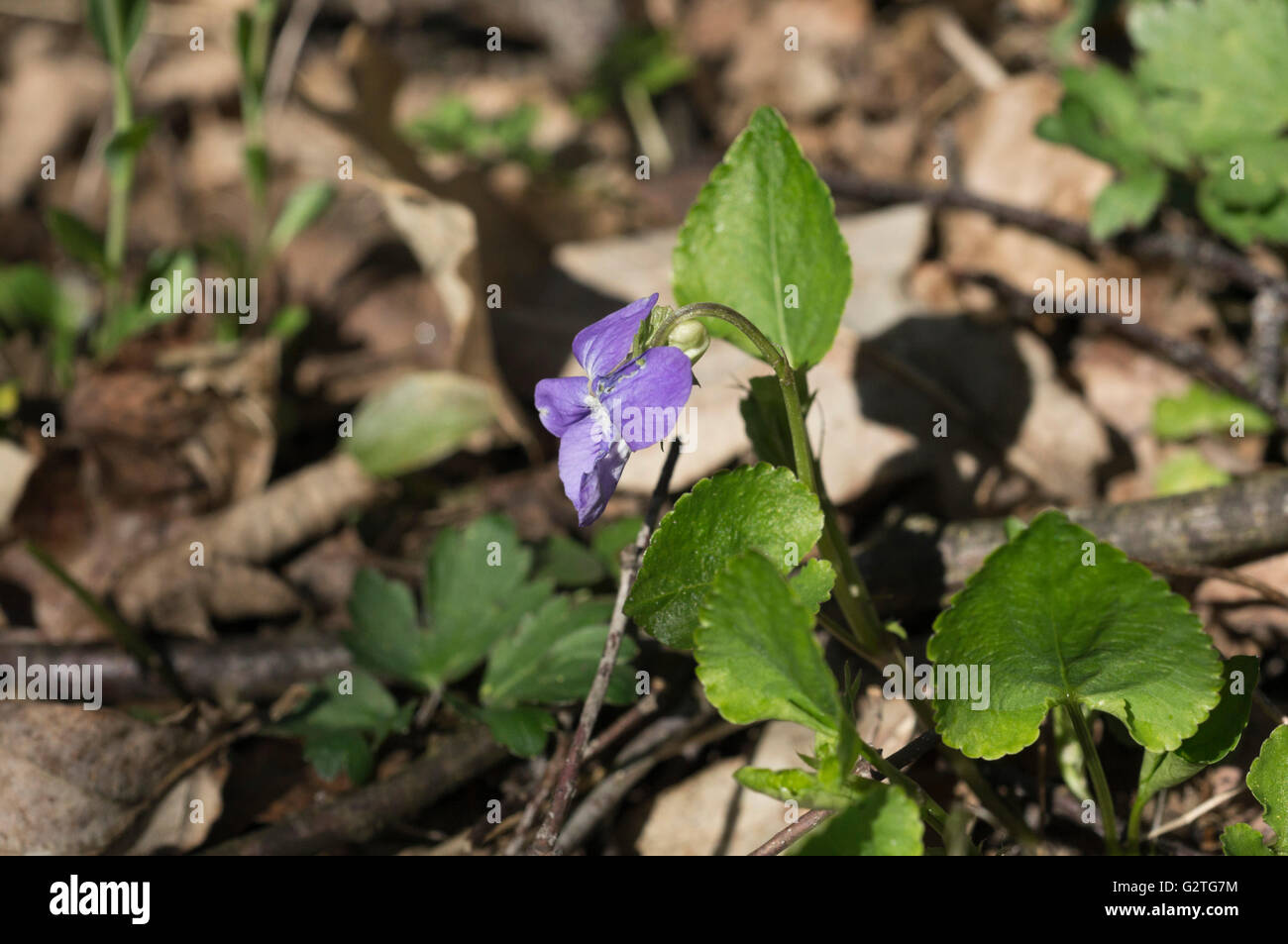 Violet nature hi-res stock photography and images - Alamy