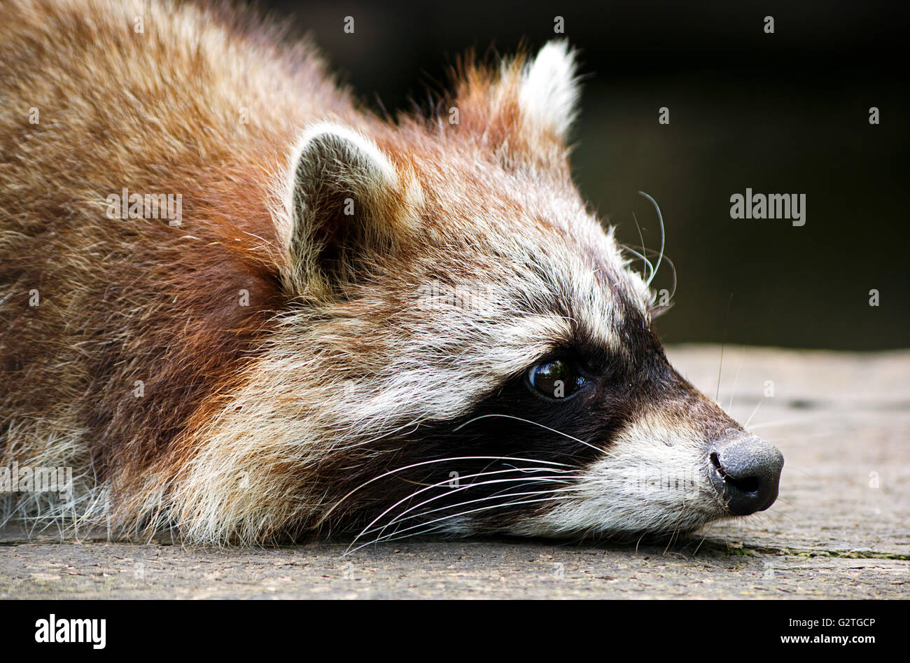 Lazy Male Raccoon (Procyon lotor Stock Photo - Alamy