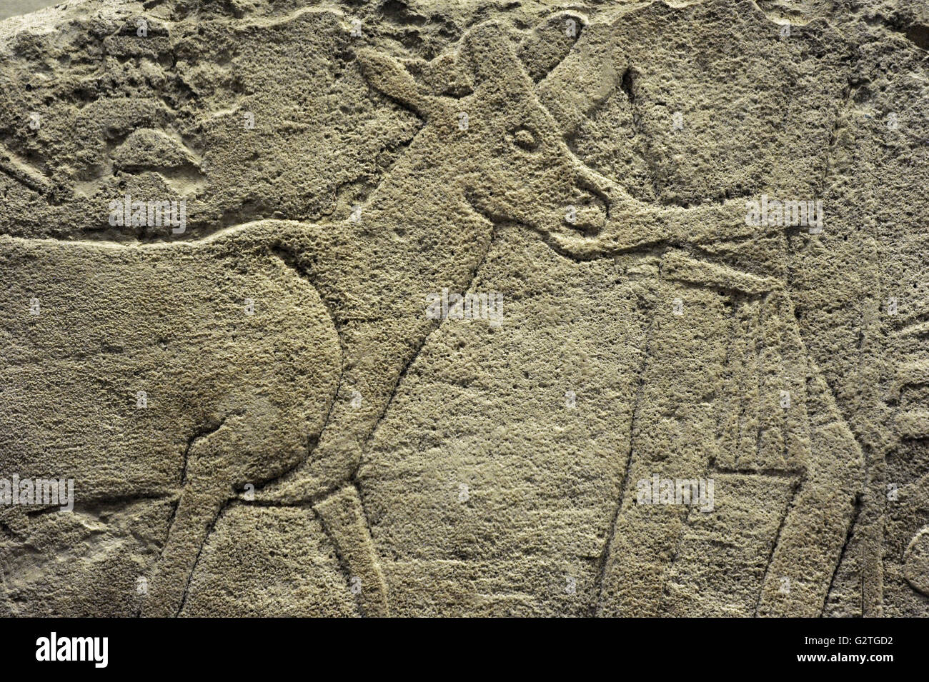 Egyptian antelope hi-res stock photography and images - Alamy