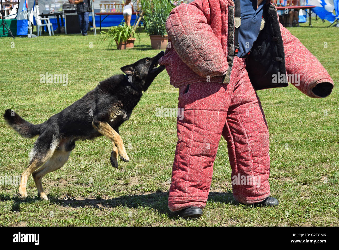 Police dog in training Stock Photo - Alamy