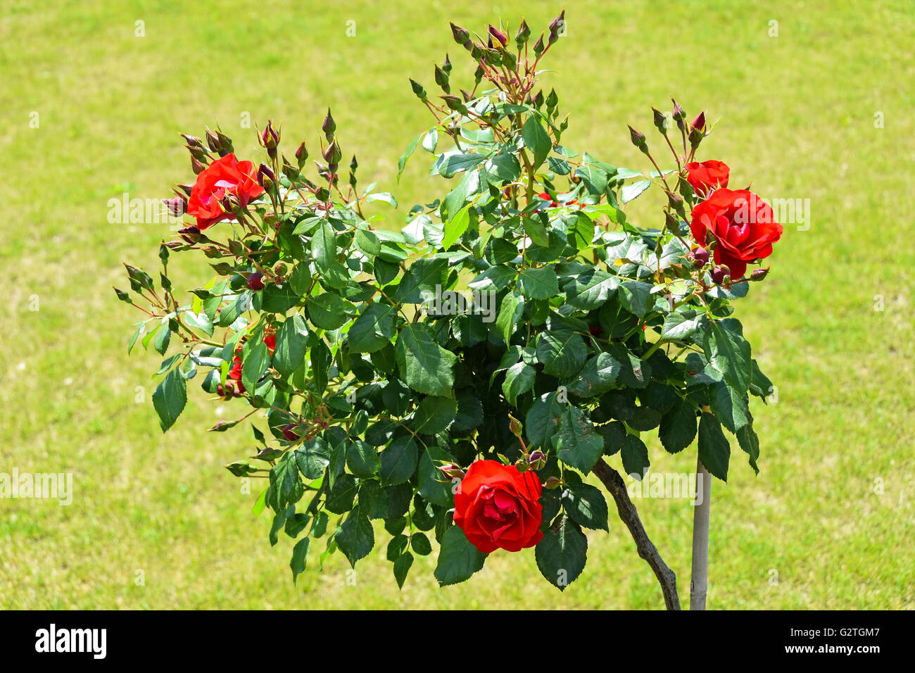 Red roses in the garden in summer time Stock Photo - Alamy