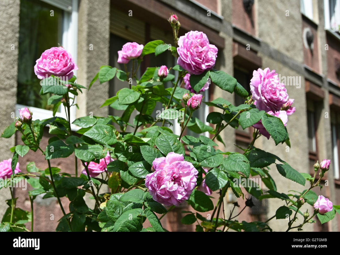 Pink roses in front of an apartment building in the park Stock Photo ...