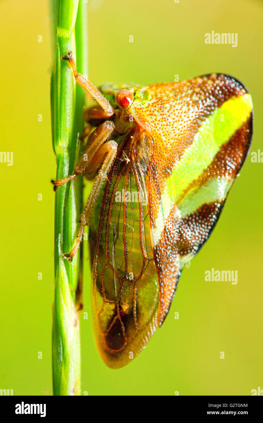 nymph hopper on a blade of grass Stock Photo - Alamy