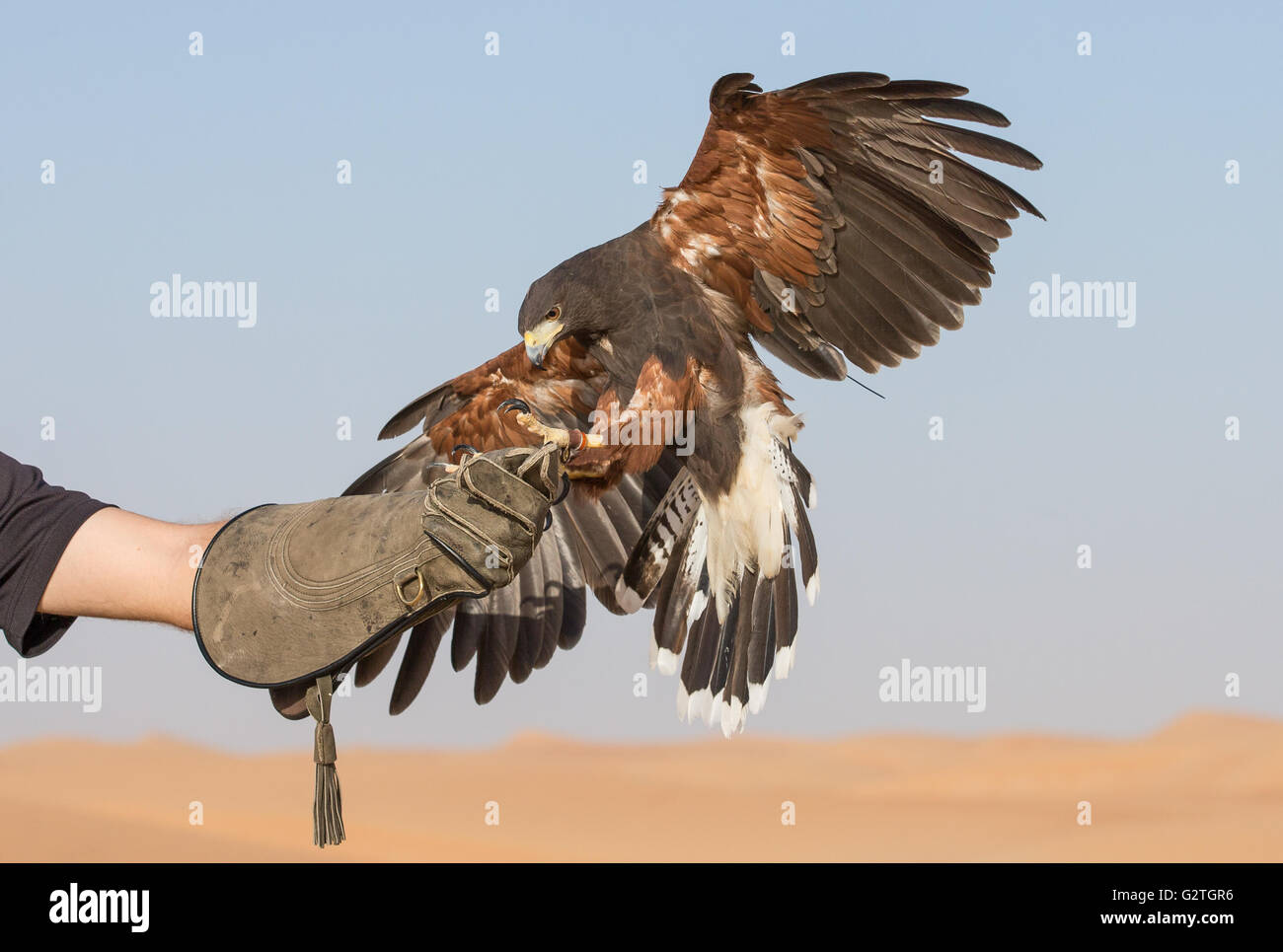 Harriet hawk on a hand of its trainer in a desert near Dubai, UAE Stock ...