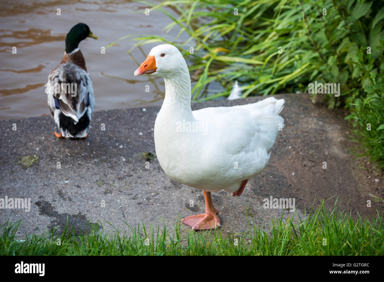 Goose and duck at a river Stock Photo - Alamy