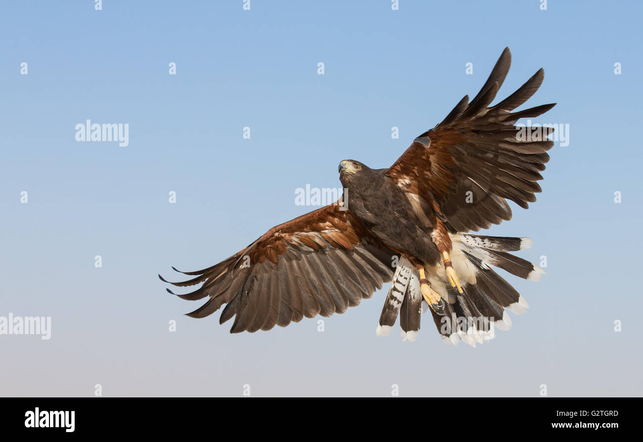 Harriet hawk in a desert near Dubai, UAE Stock Photo - Alamy