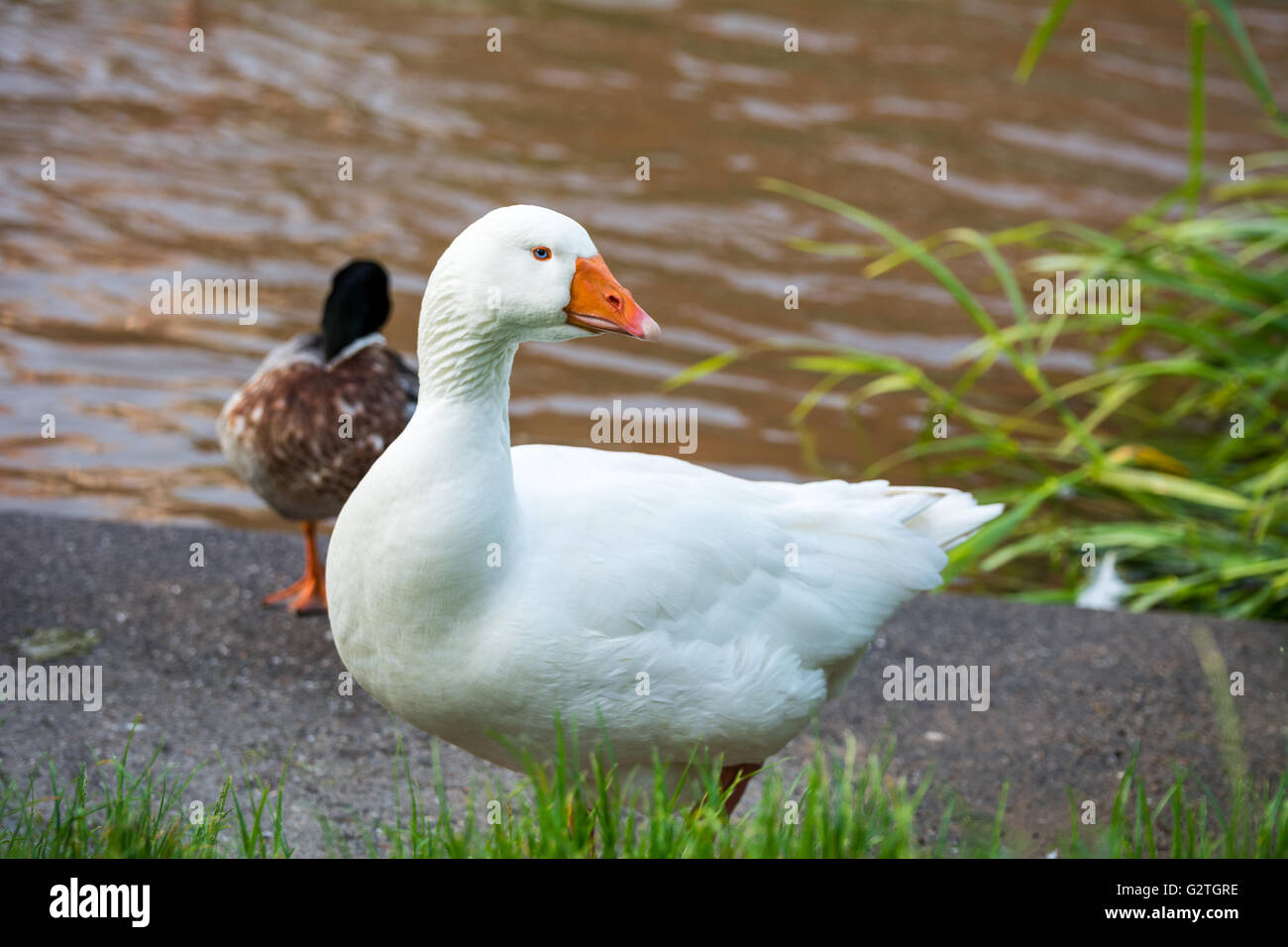 Goose and duck at a river Stock Photo - Alamy