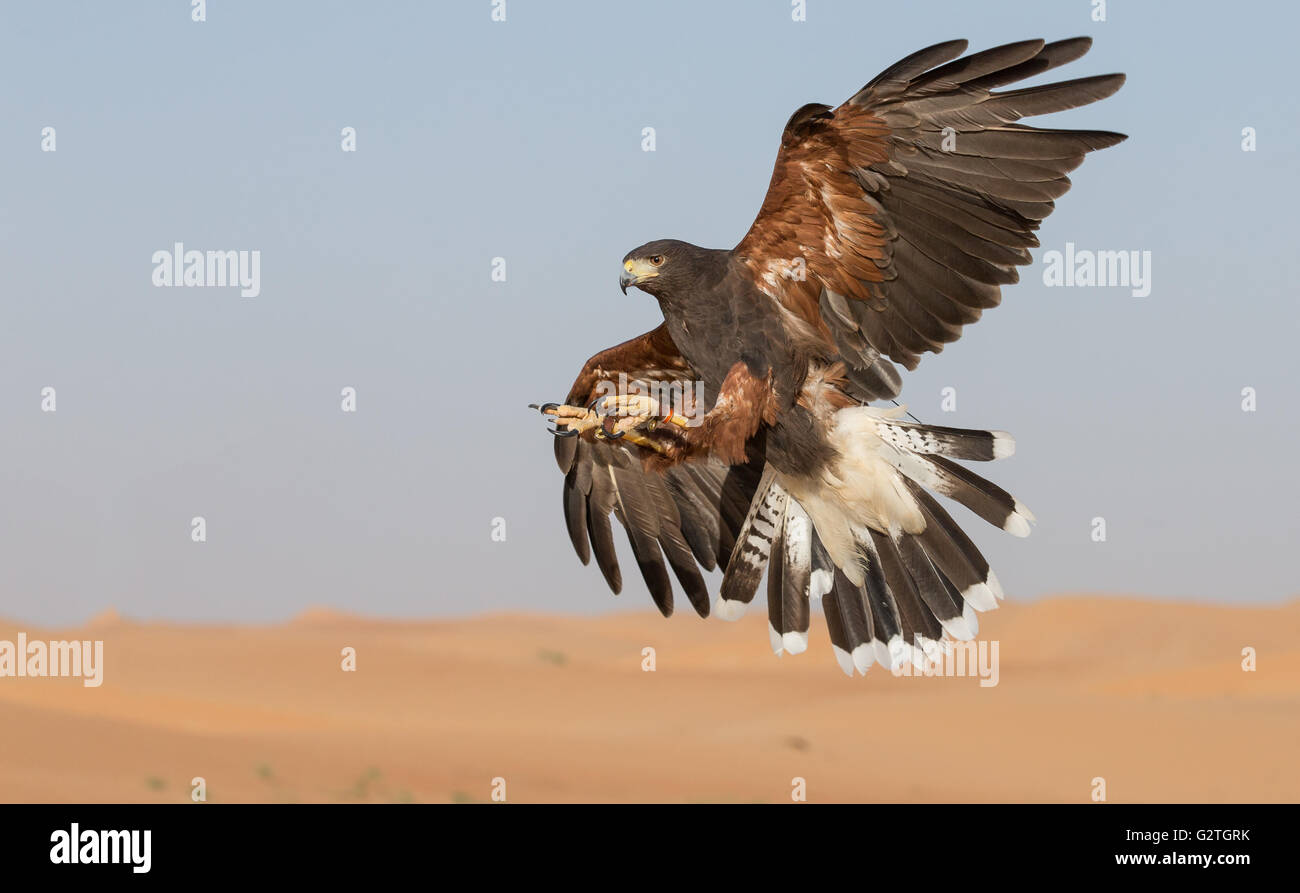 Hunting bird dubai uae hi-res stock photography and images - Alamy