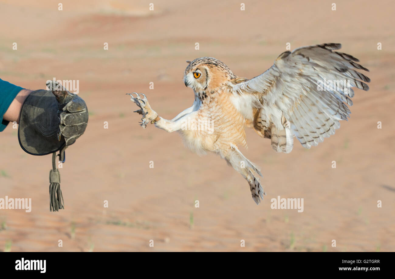 Desert eagle owl about to land on a hand of its trainer in a desert ...