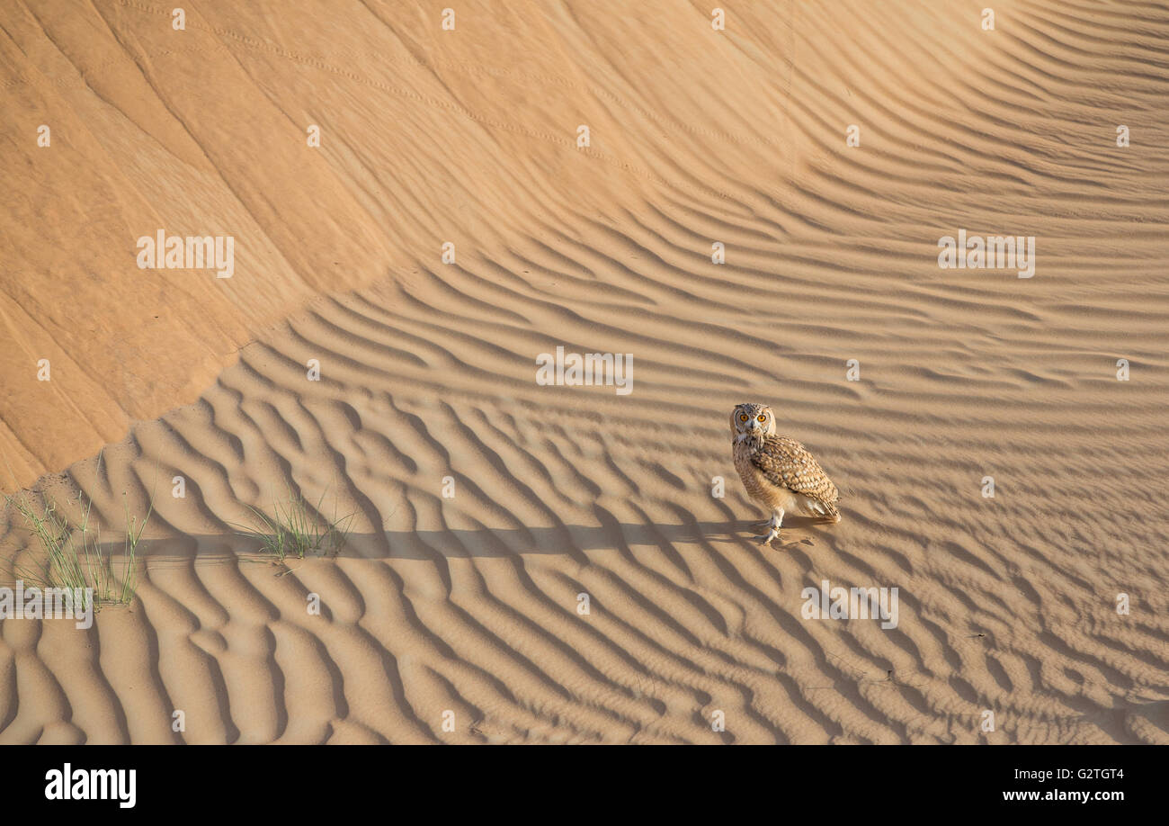 Desert eagle owl in a desert near Dubai, UAE Stock Photo - Alamy