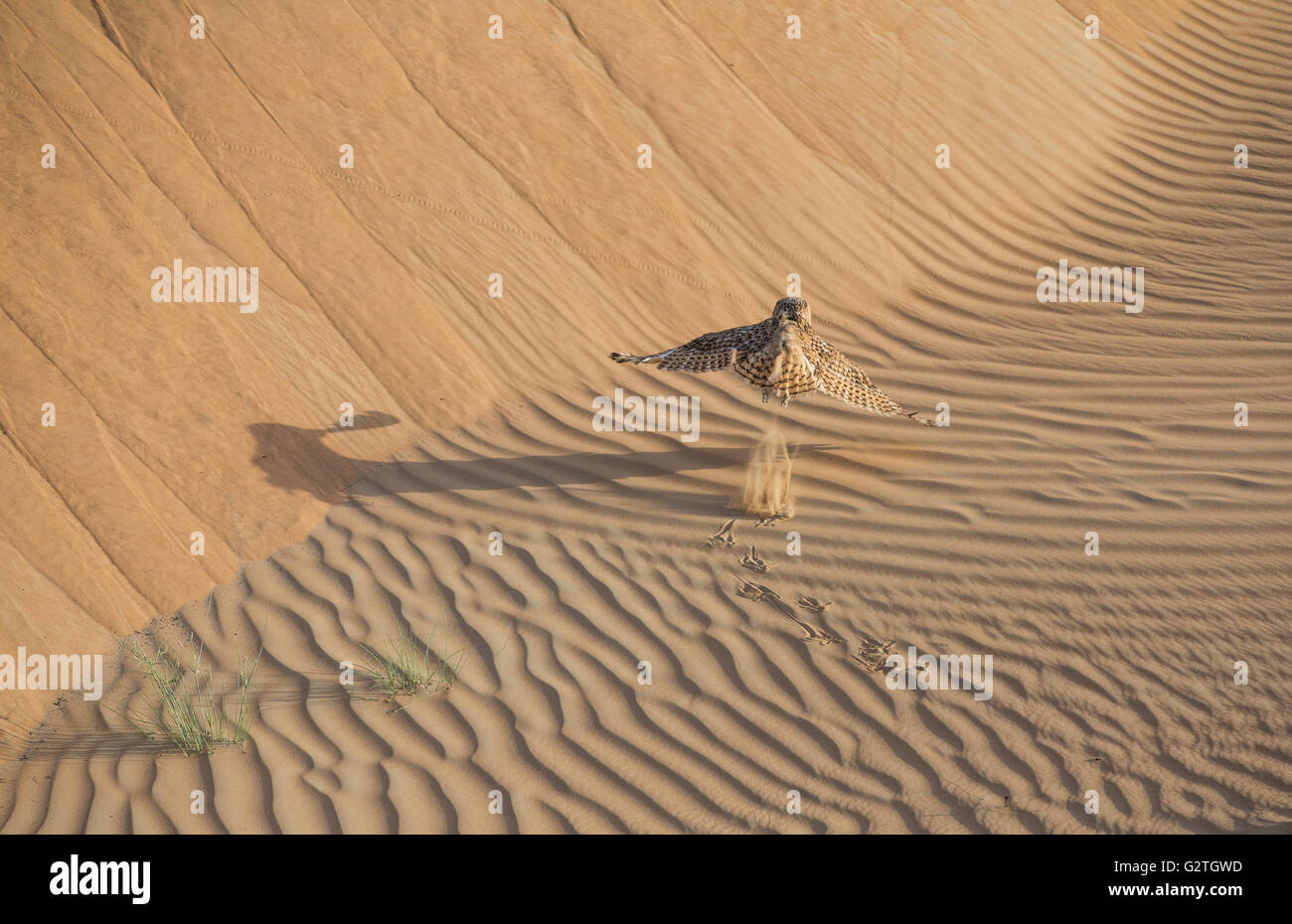 Desert eagle hi-res stock photography and images - Alamy