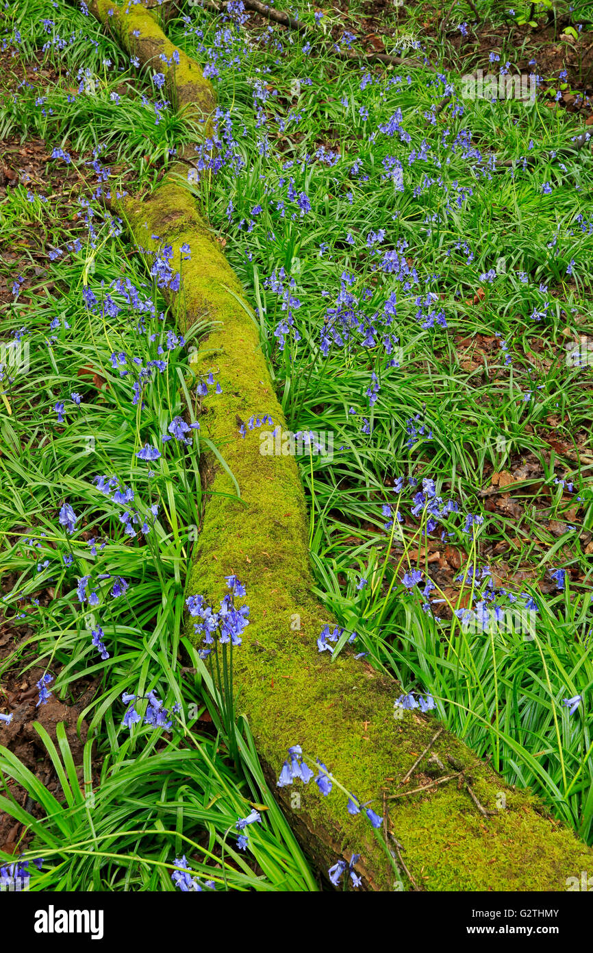 Bluebells next to fallen log Forest of Dean Stock Photo - Alamy