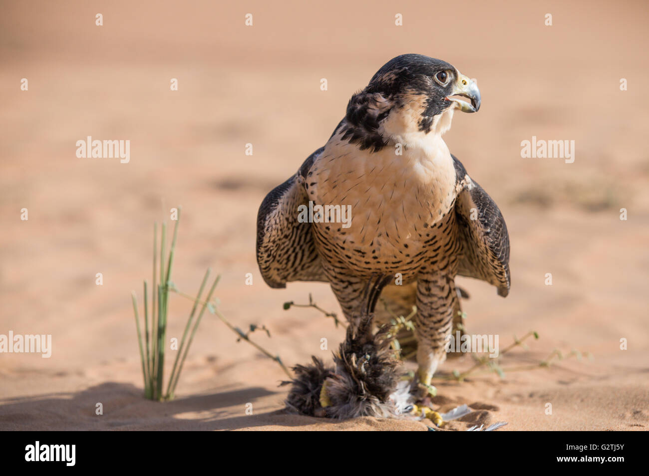Falcon in a desert near Dubai, UAE Stock Photo, Royalty Free Image ...