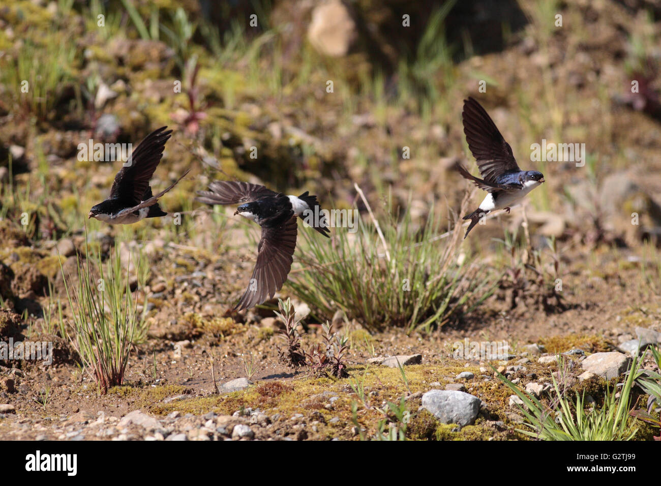 House martin hi-res stock photography and images - Alamy