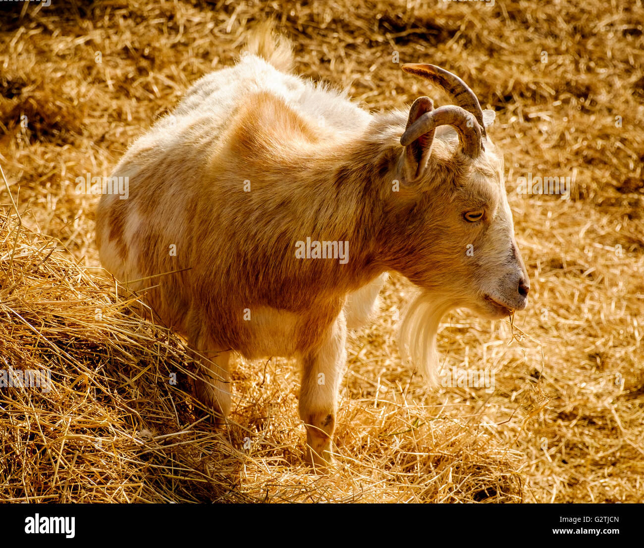Female Pygmy Goat in spring sunshine Stock Photo - Alamy