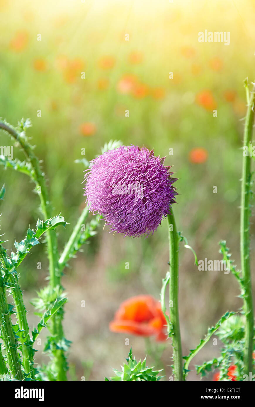 Purple spiky plant hi-res stock photography and images - Alamy