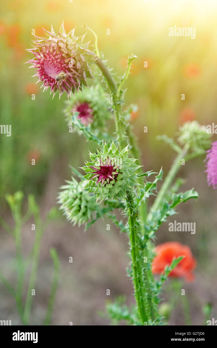 Purple spiky blooming flower hi-res stock photography and images - Alamy