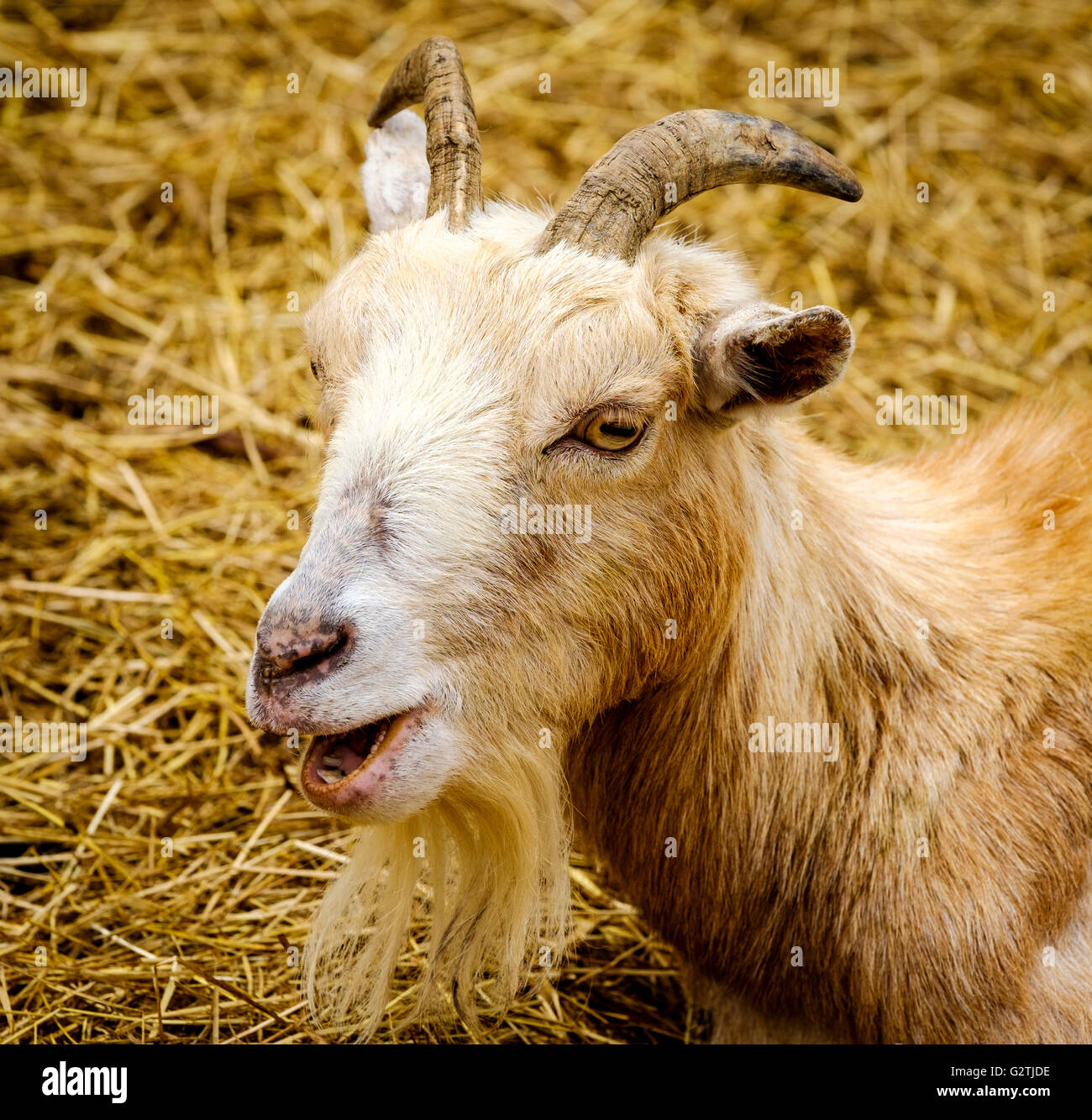 Female Pygmy Goat in spring sunshine Stock Photo - Alamy