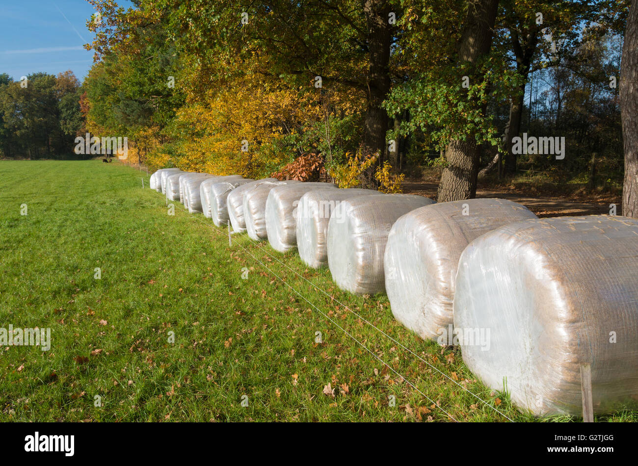 row of plastic wrapped hay bales in a meadow Stock Photo - Alamy