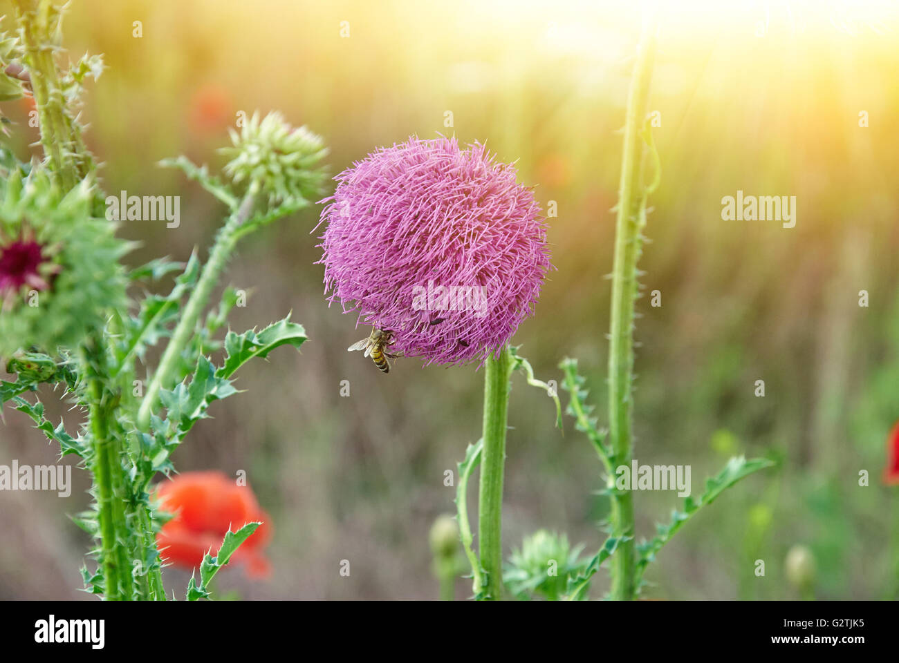 Spiky purple flowers hi-res stock photography and images - Alamy